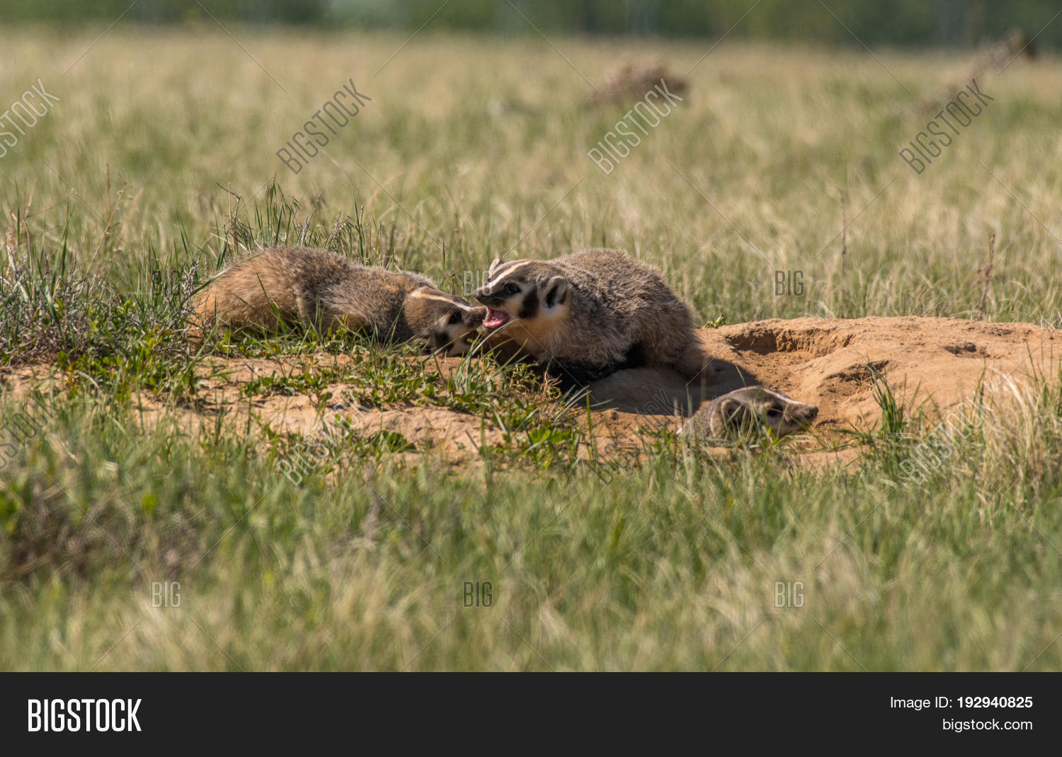 American Badger Cub Image & Photo (Free Trial) | Bigstock