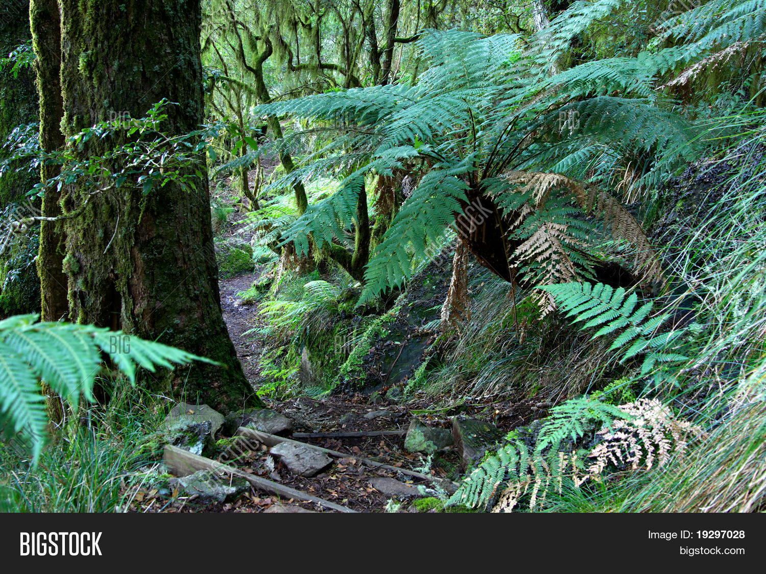 Tree Ferns Plants Image & Photo (Free Trial) | Bigstock