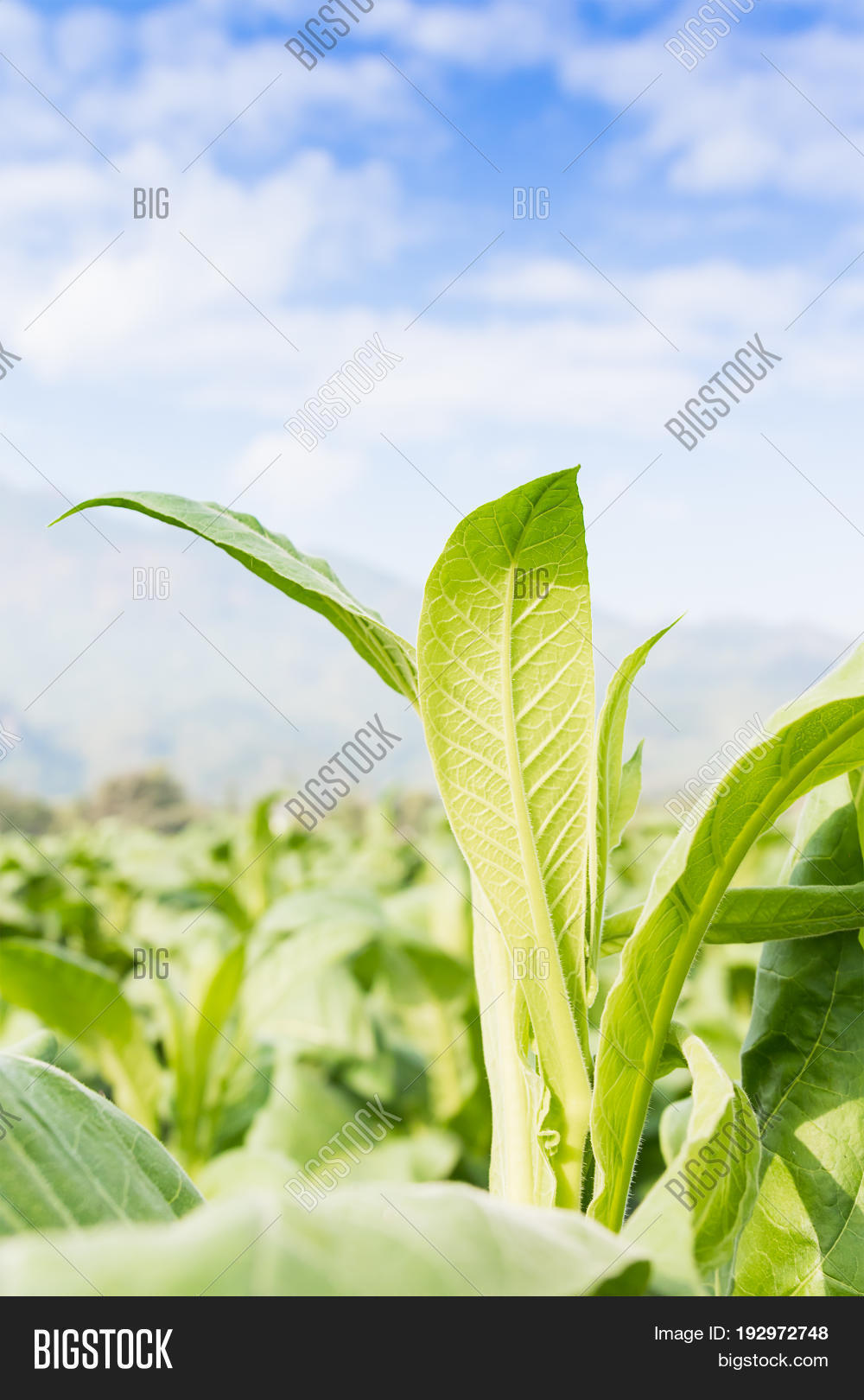 Nicotiana Tabacum Image & Photo (Free Trial) | Bigstock