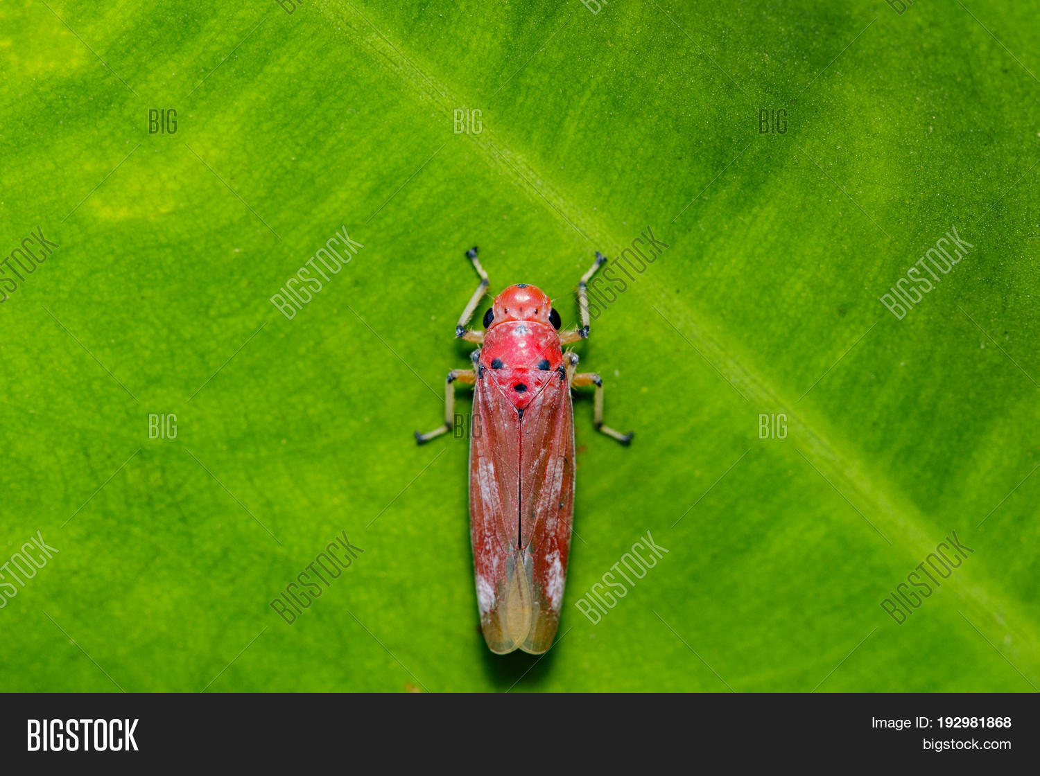 Image Red Leafhopper ( Image & Photo (Free Trial) | Bigstock