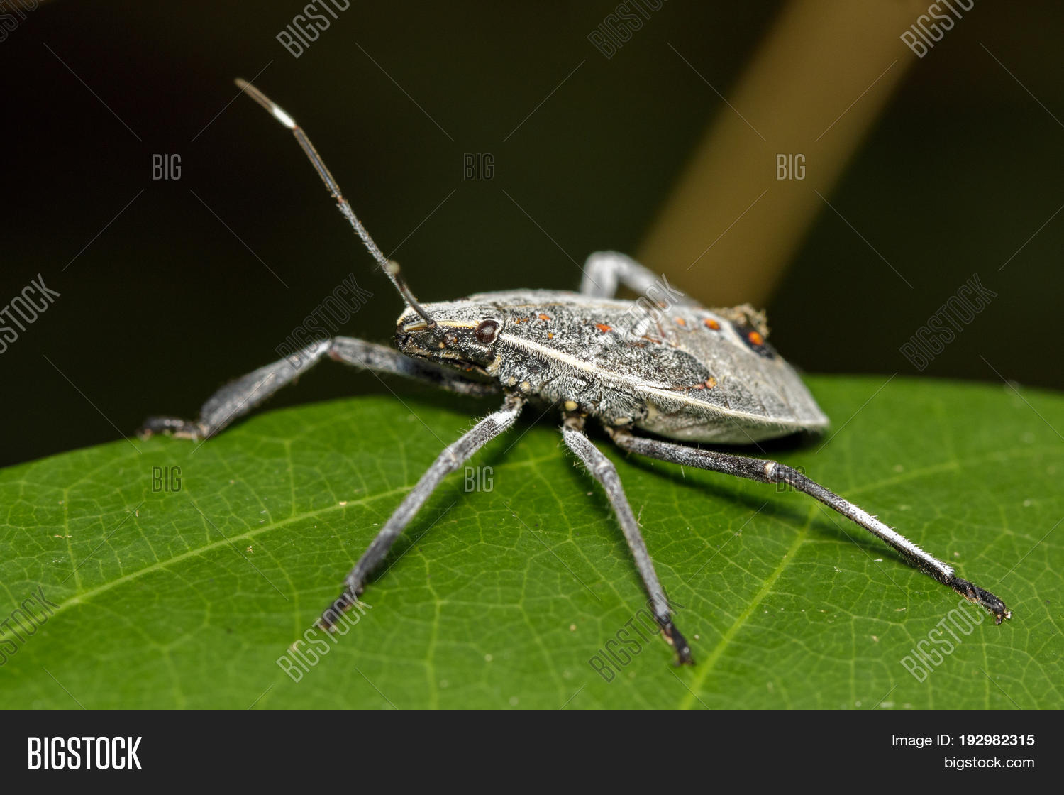 Image Hemiptera Bug On Image & Photo (Free Trial) | Bigstock