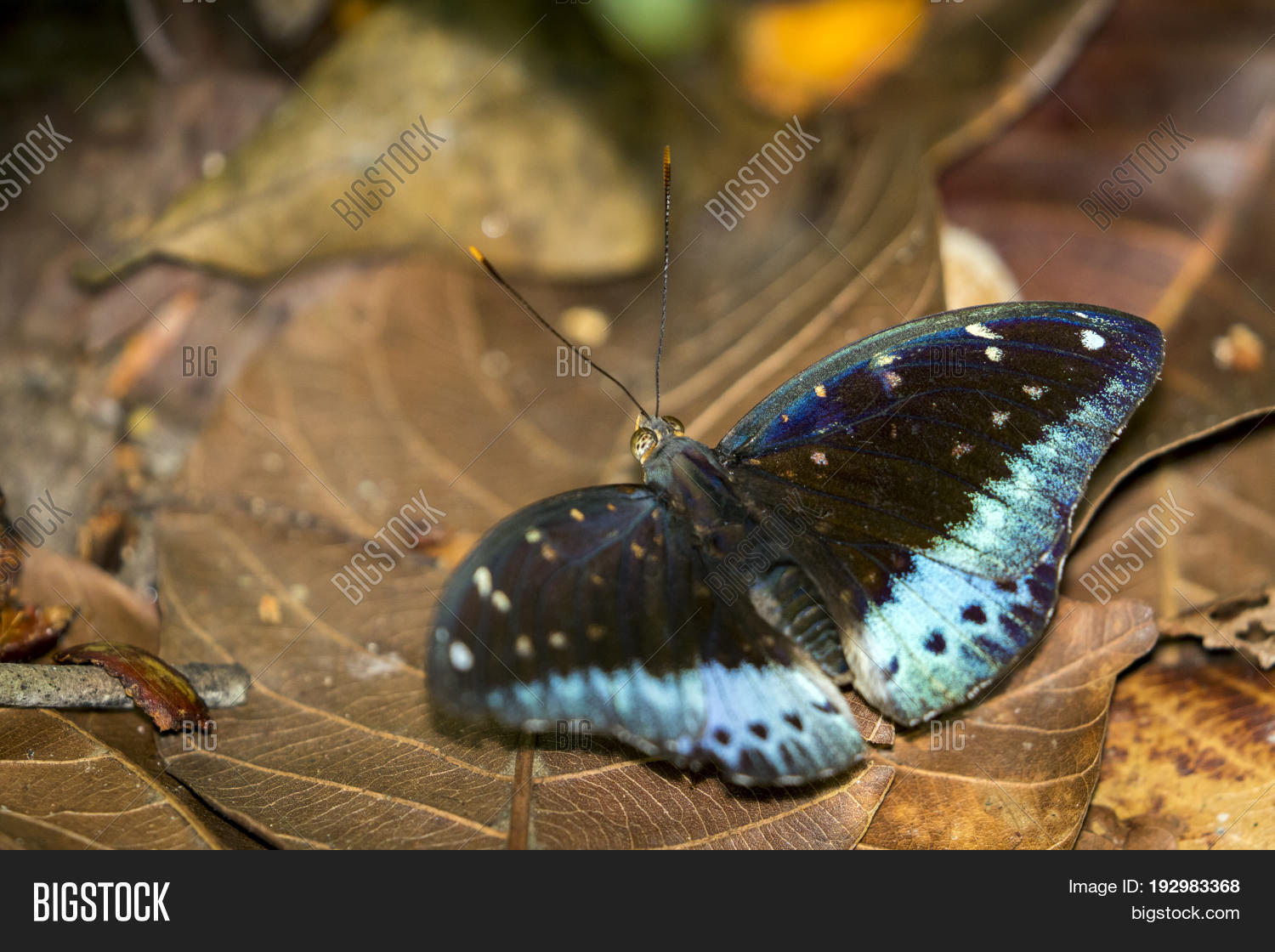 Image Common Archduke Image & Photo (Free Trial) | Bigstock