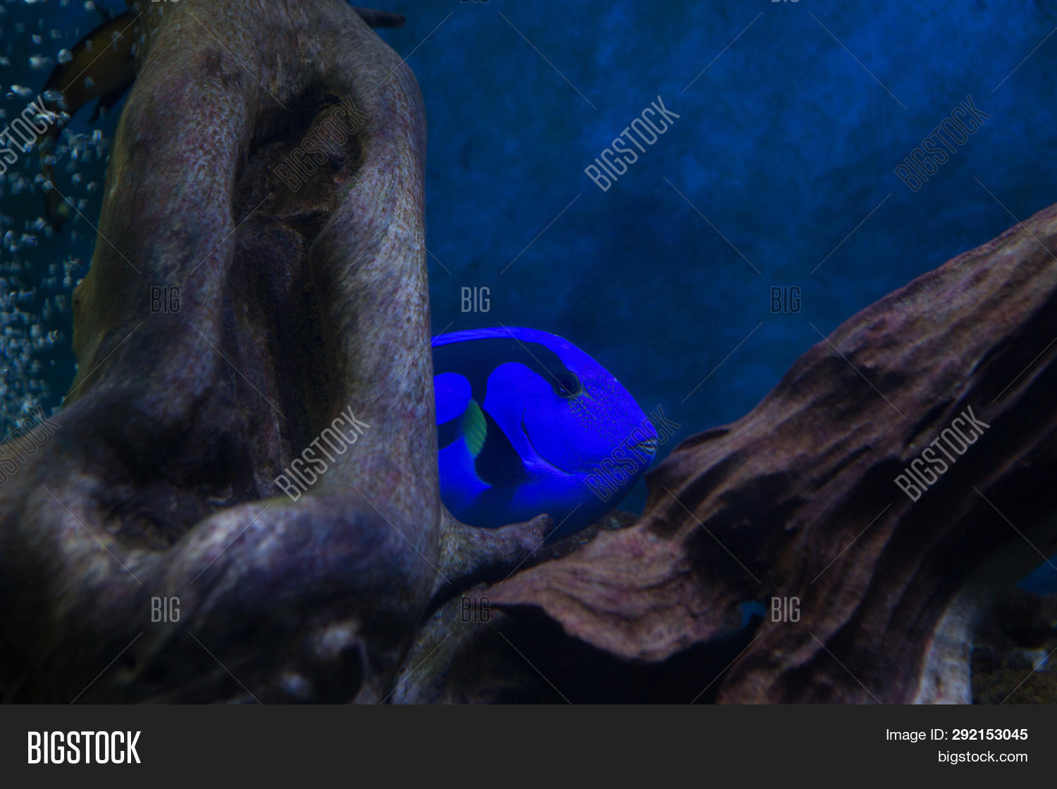 Blue Tang Surgeon Fish Image & Photo (Free Trial) | Bigstock