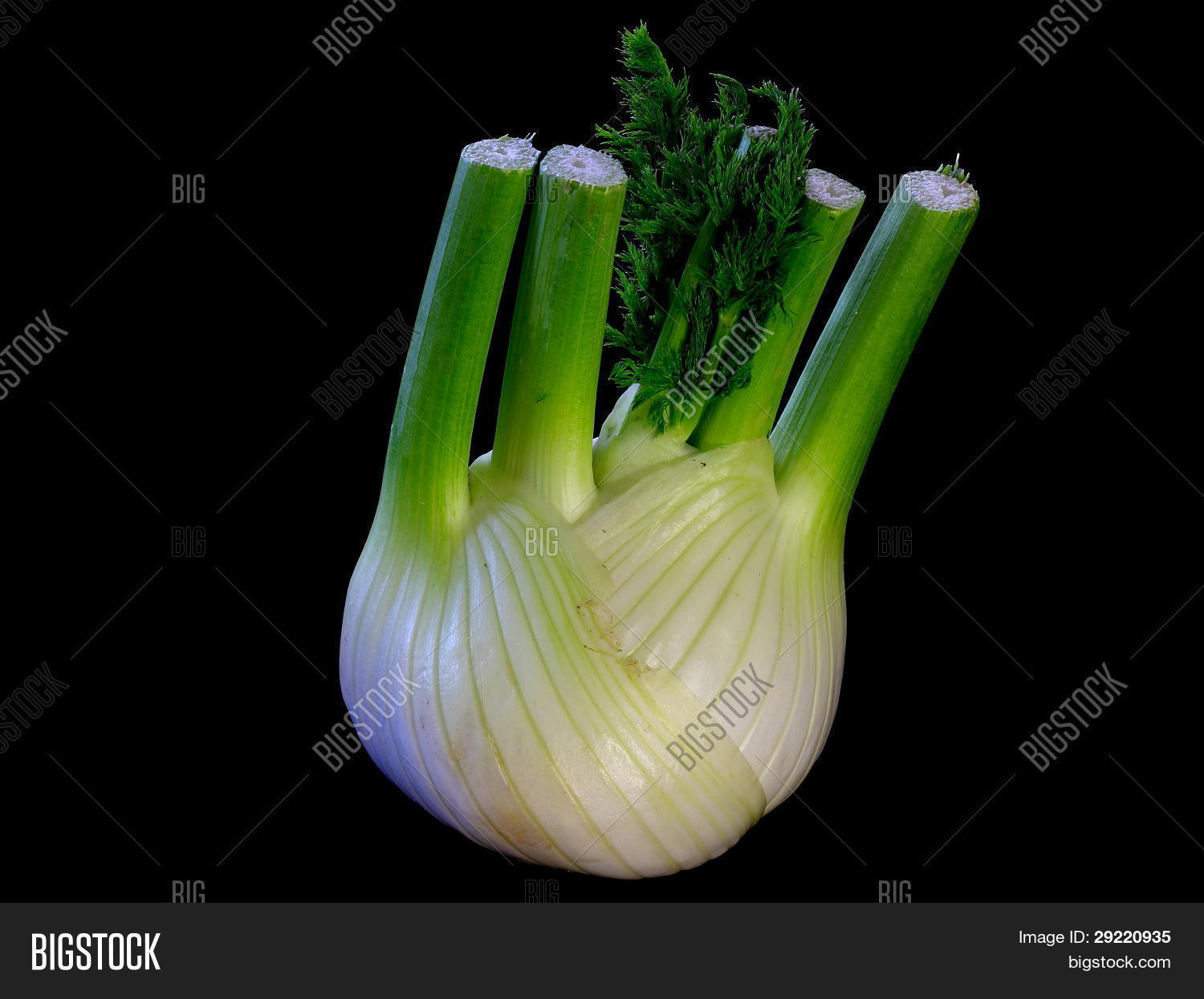 Fannel Image & Photo (Free Trial) | Bigstock