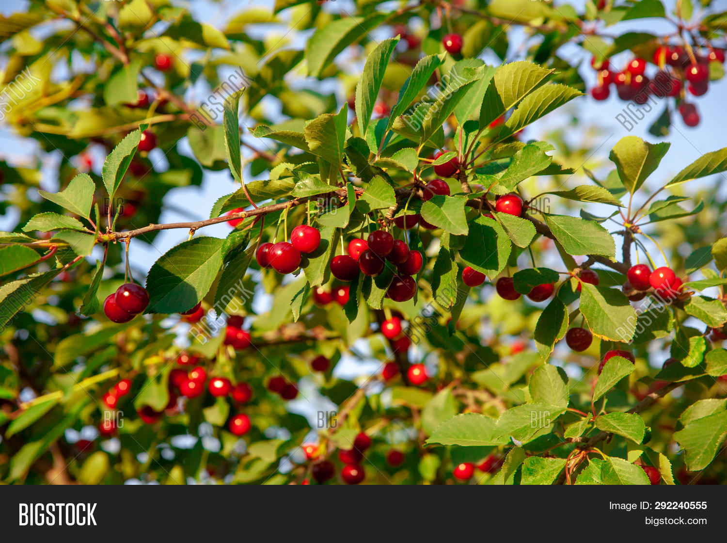 Ripe Cherry Fruit Image & Photo (Free Trial) | Bigstock