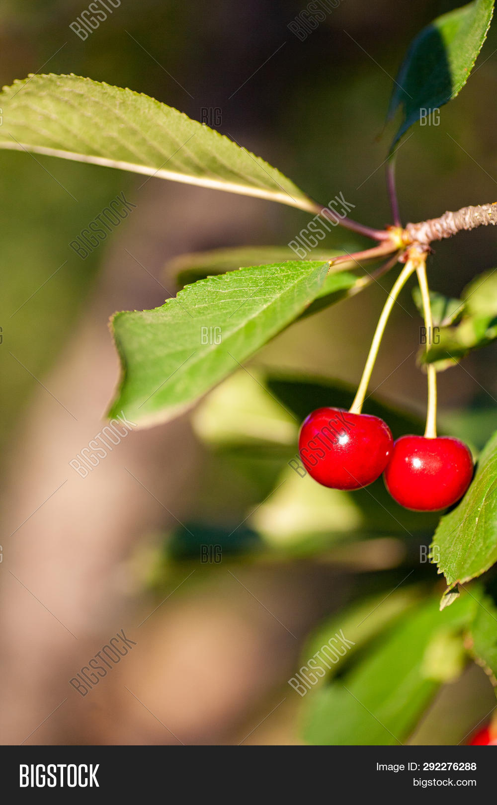 Ripe Cherry Fruit Image & Photo (Free Trial) | Bigstock