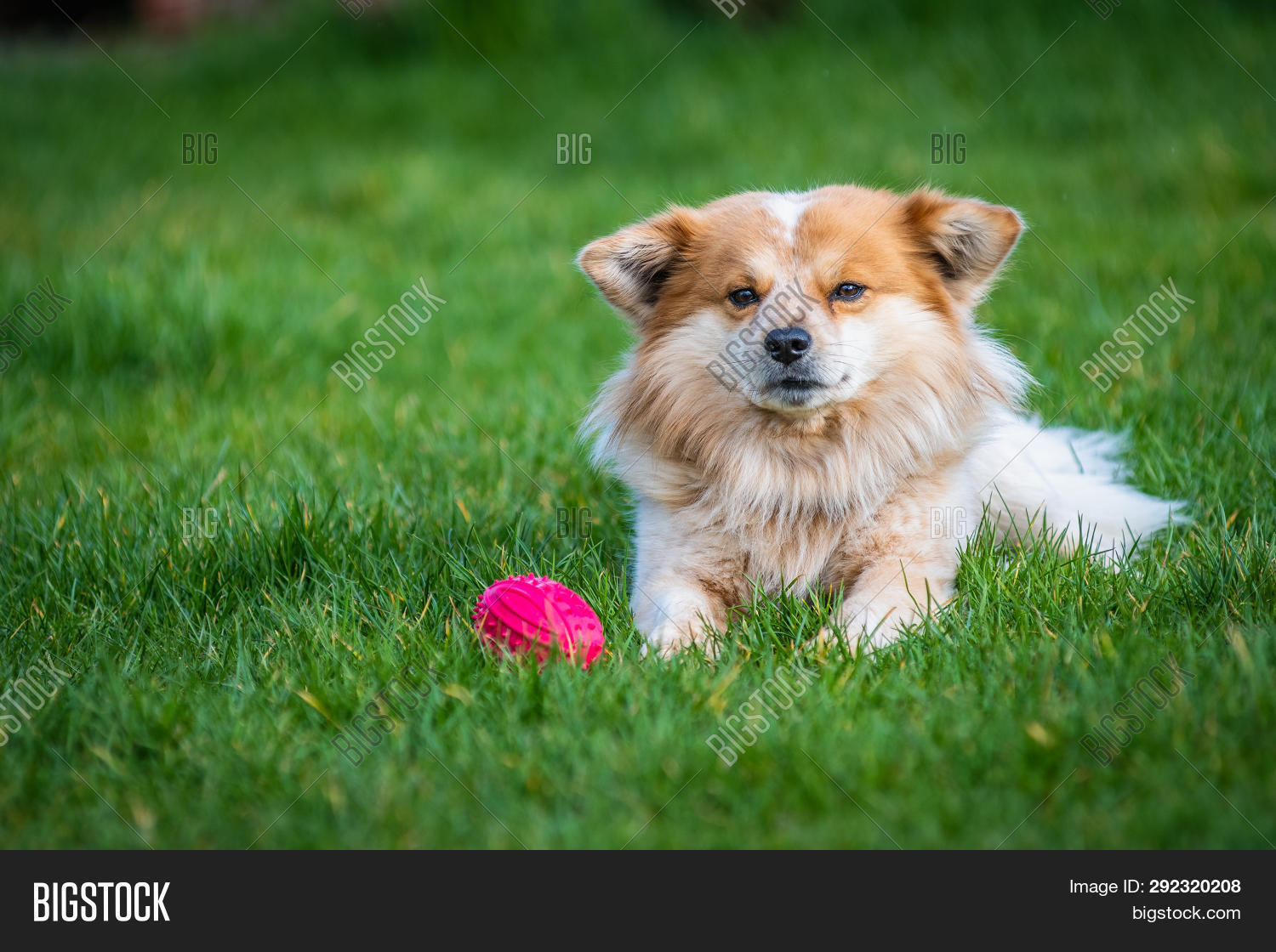 Cute Furry Dog Playing Image & Photo (Free Trial) | Bigstock