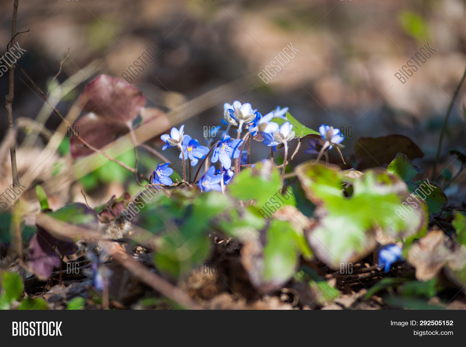 Mayflower Plant Blue
