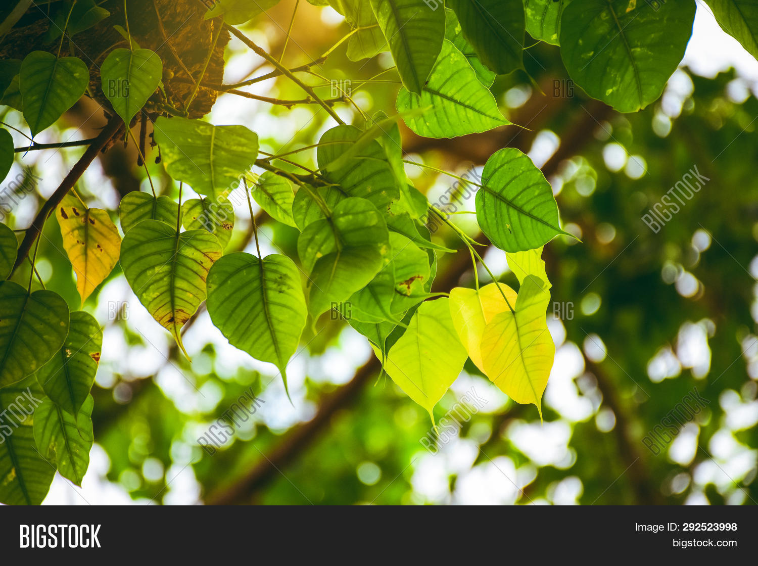 Bodhi Leaf Garden Image & Photo (Free Trial) | Bigstock