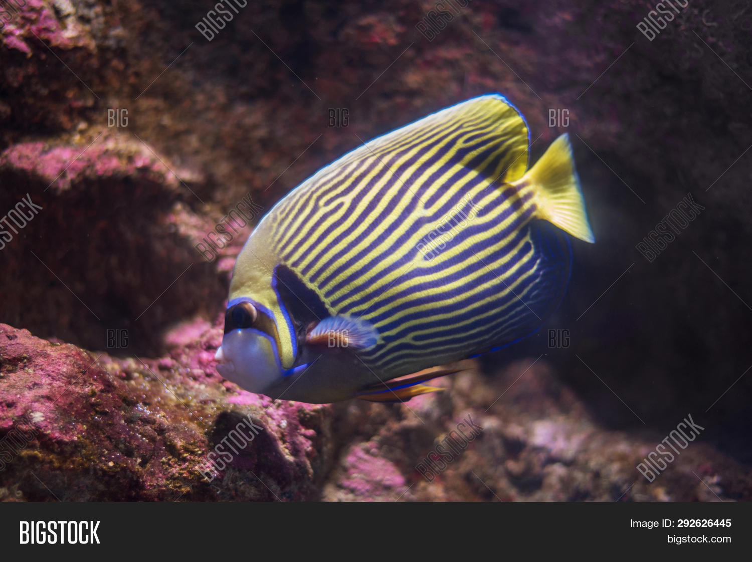 Angel Fish. Fish Image & Photo (Free Trial) | Bigstock