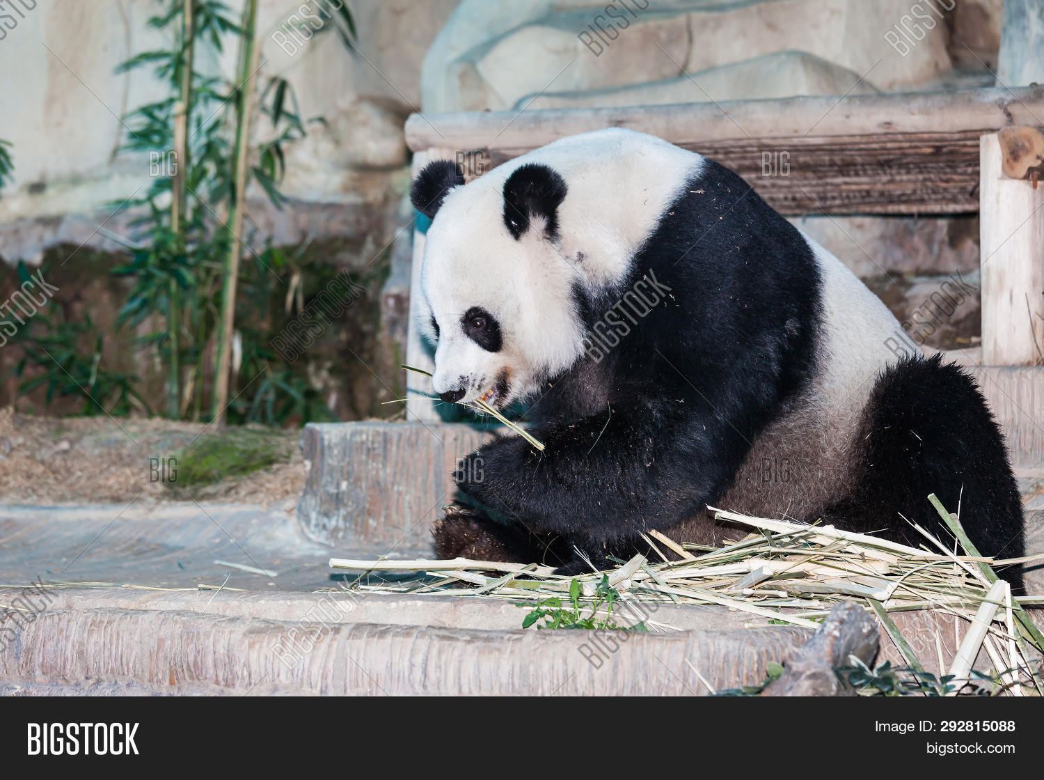 Great Panda ( Image & Photo (Free Trial) | Bigstock