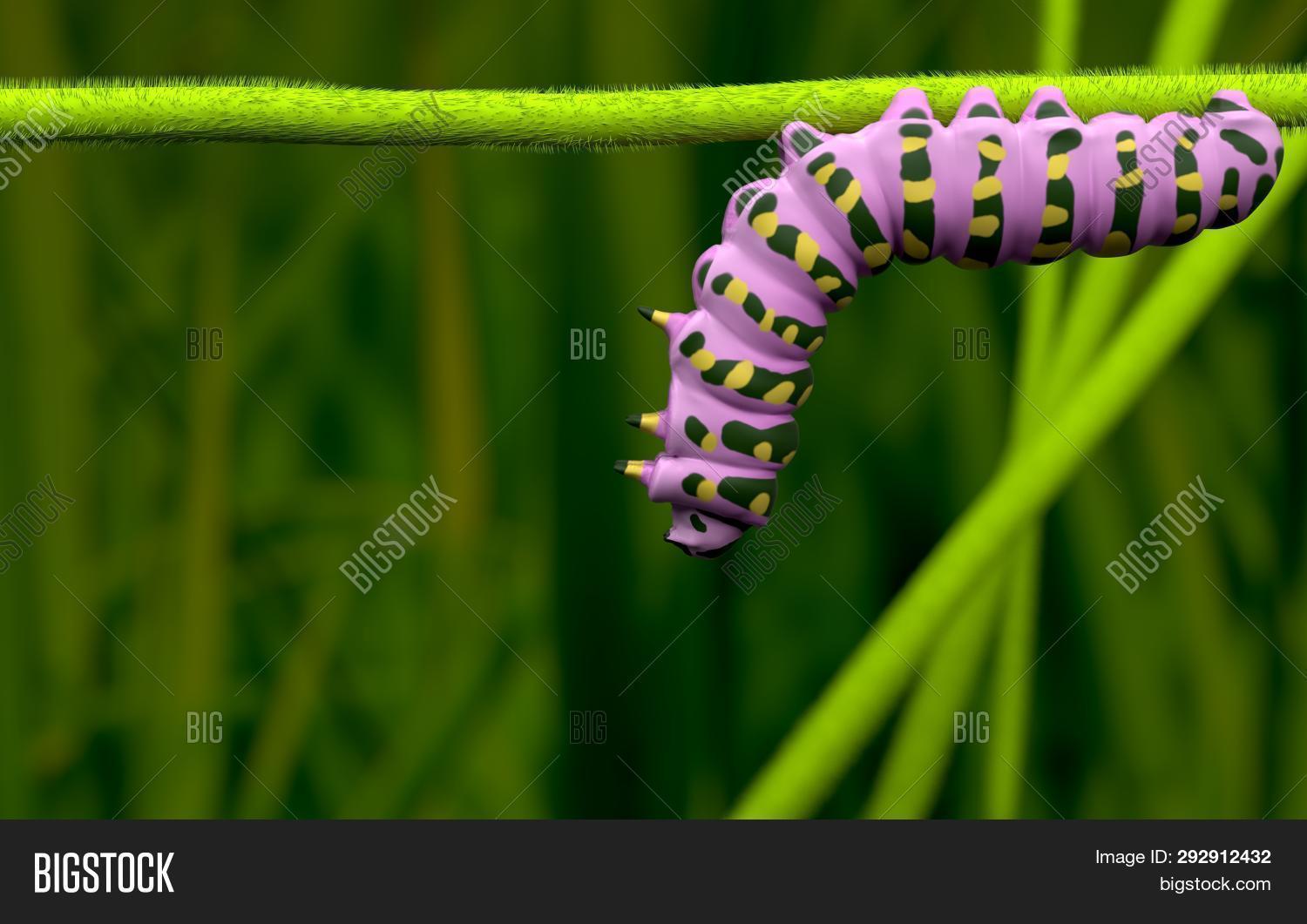 Pink Caterpillar