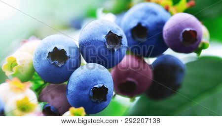 Blueberry Branch Blue Image & Photo (Free Trial) | Bigstock