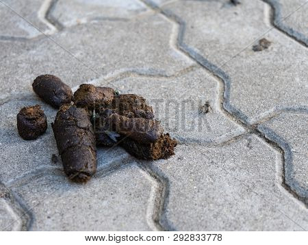 Dog Feces Lying On Image & Photo (Free Trial) | Bigstock