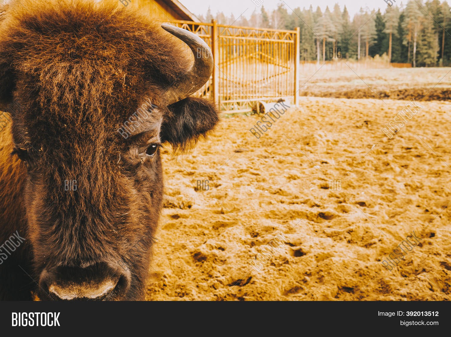 Head Bison Close Range Image & Photo (Free Trial) | Bigstock