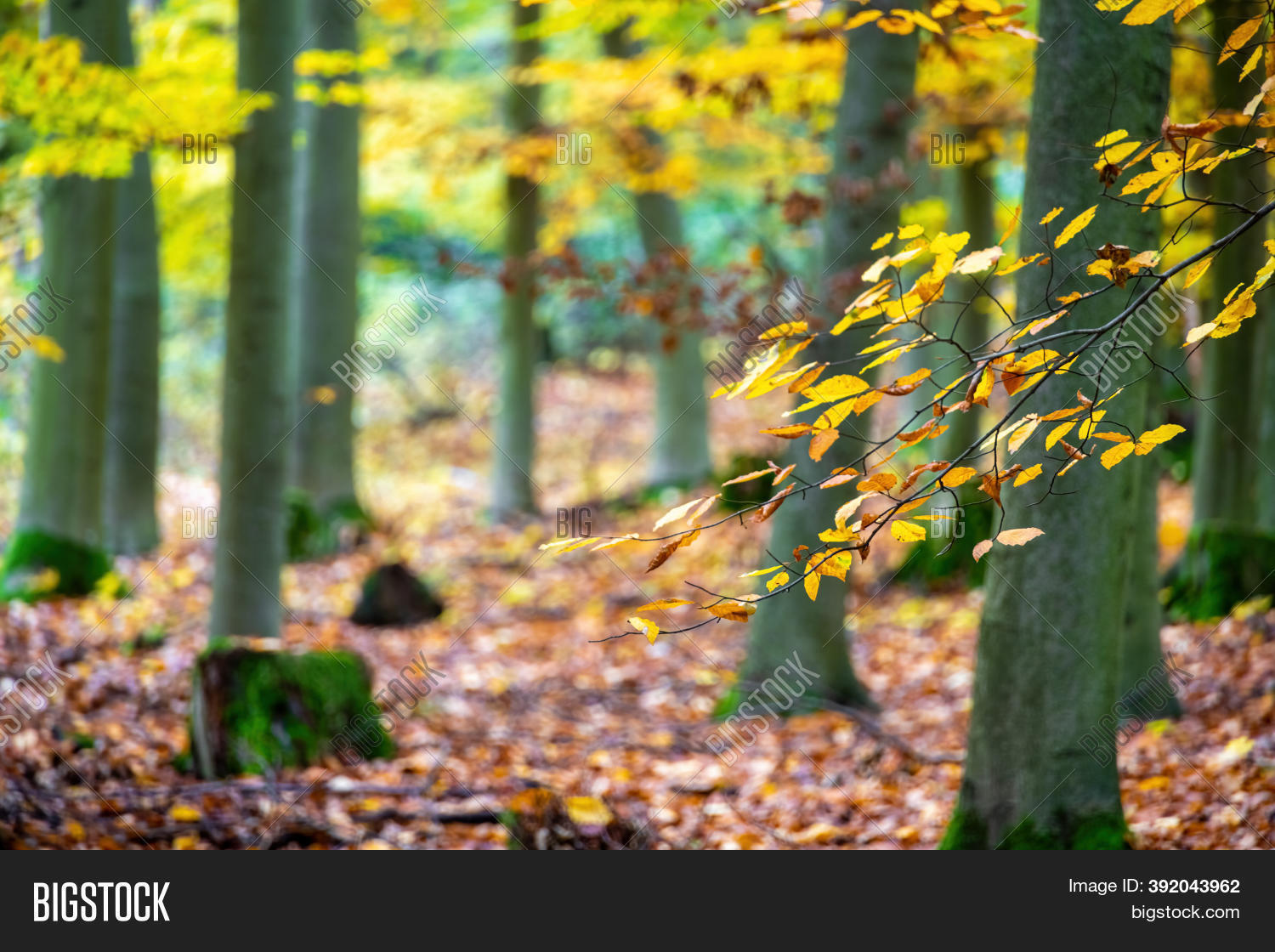 Detail Beech Branch Image & Photo (Free Trial) | Bigstock
