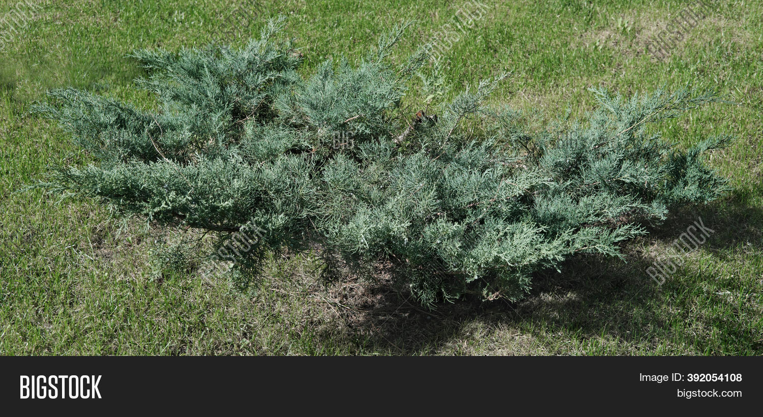 Juniper Bush Growing Image & Photo (Free Trial) | Bigstock