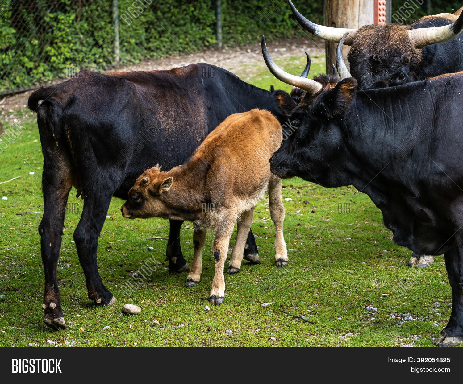 Baby Heck Cattle, Bos Image & Photo (Free Trial) | Bigstock