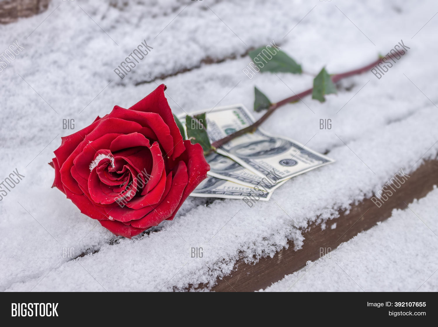 Red Rose Snow Lies On Image & Photo (Free Trial) | Bigstock