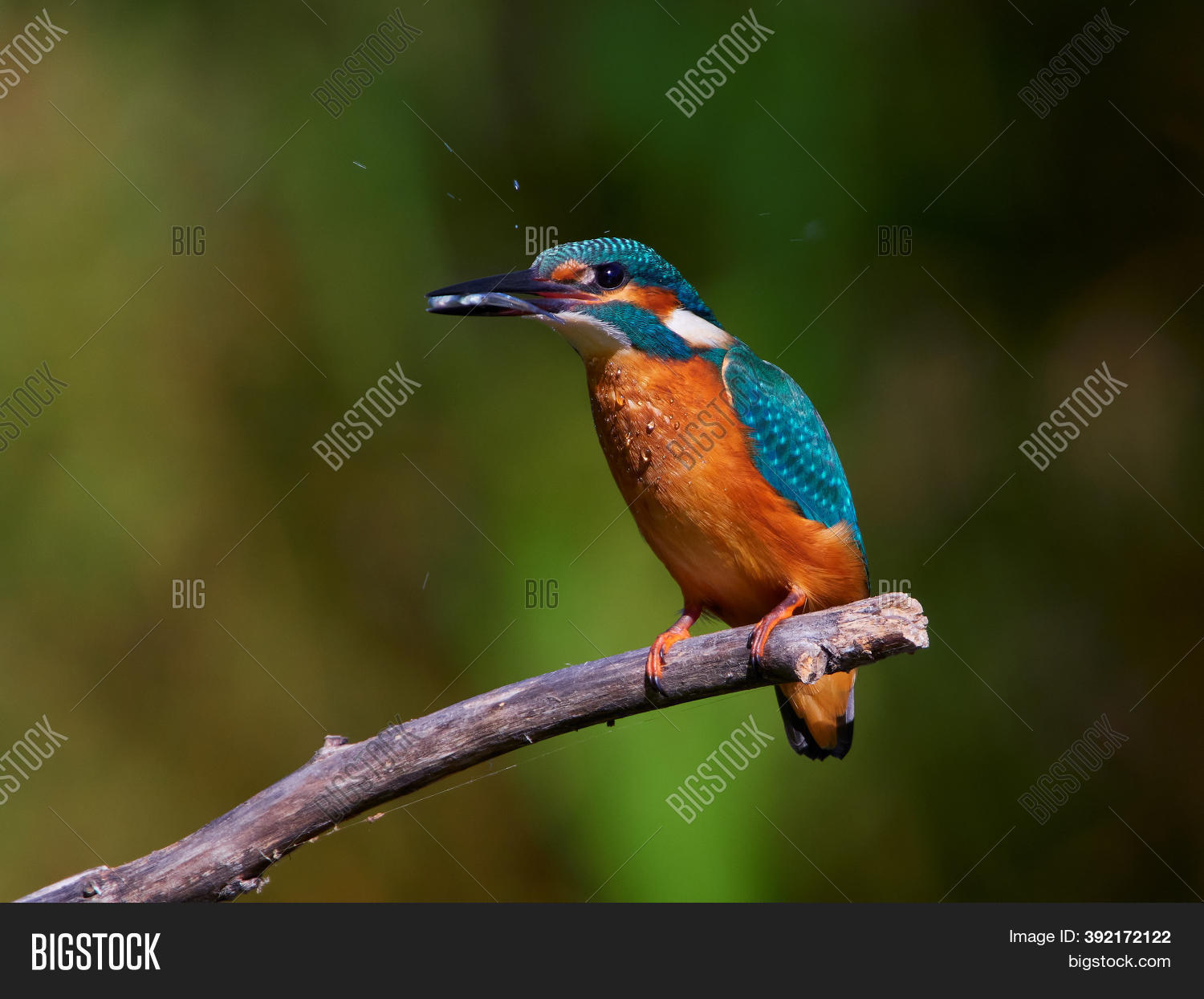 Common Kingfisher Image & Photo (Free Trial) | Bigstock