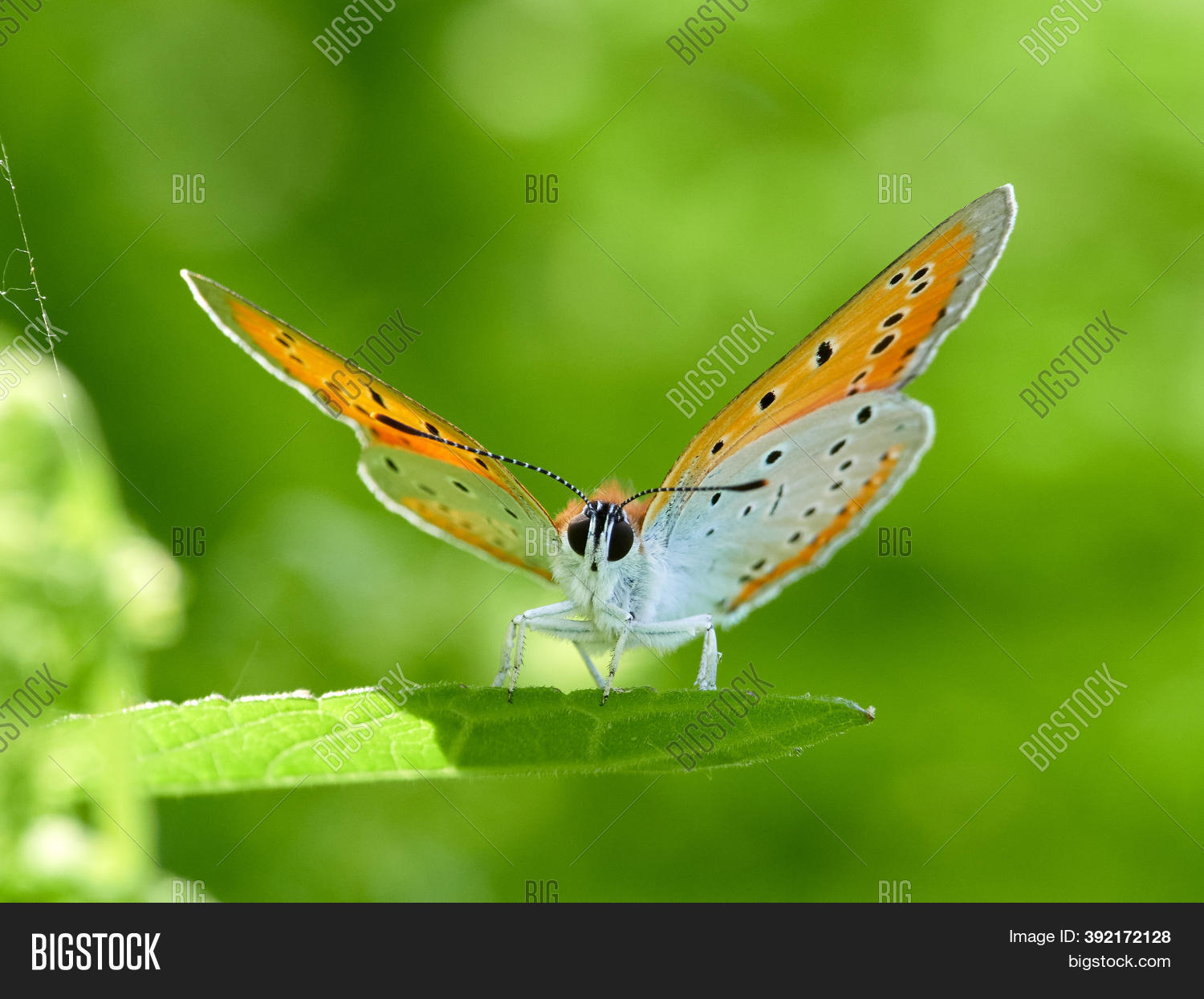 Butterfly Natural Image & Photo (Free Trial) | Bigstock