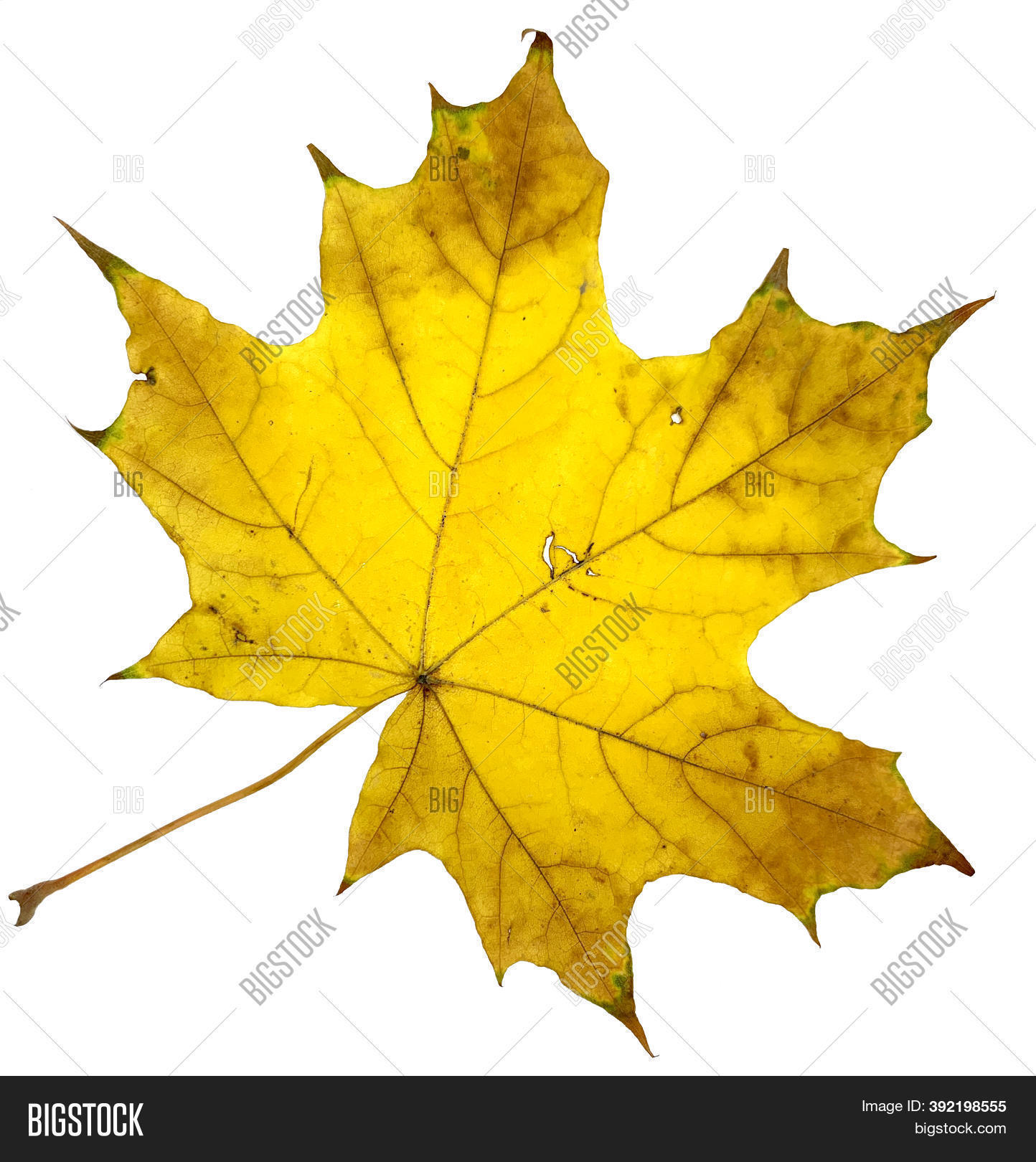 Autumn Fallen Maple Image & Photo (Free Trial) | Bigstock