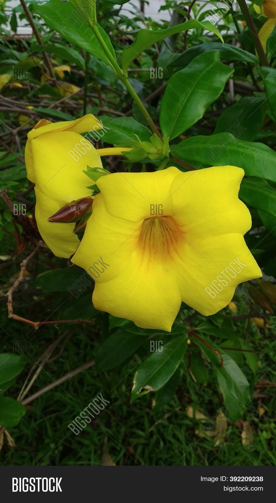 Bright Yellow Color Image & Photo (Free Trial) | Bigstock