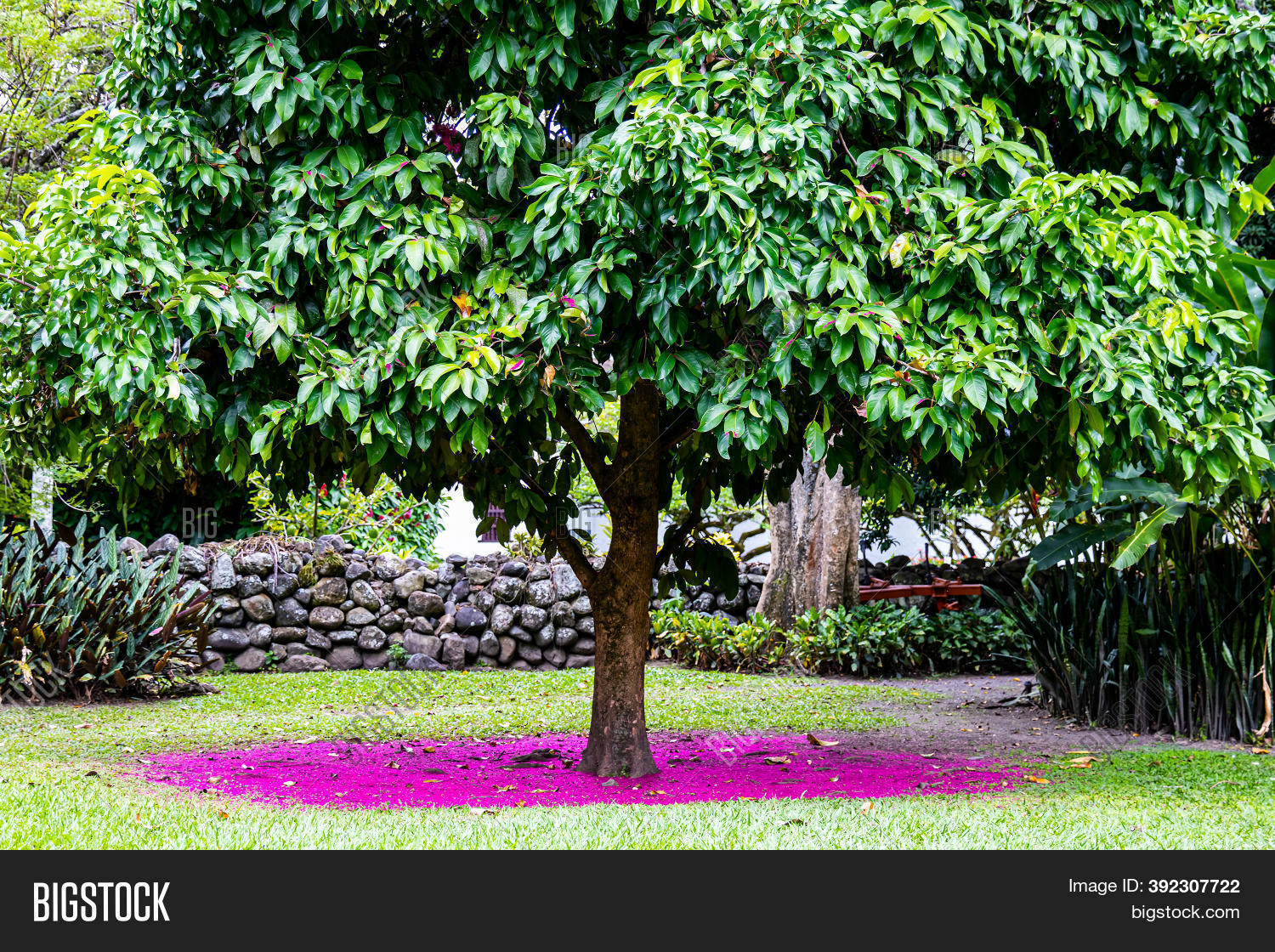 Beautiful Pink Carpet Image & Photo (Free Trial) | Bigstock
