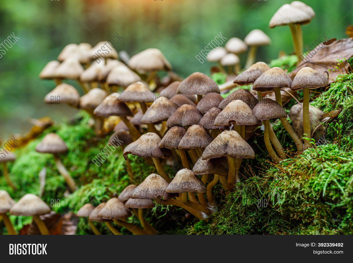 Mushrooms False Honey Image & Photo (Free Trial) | Bigstock