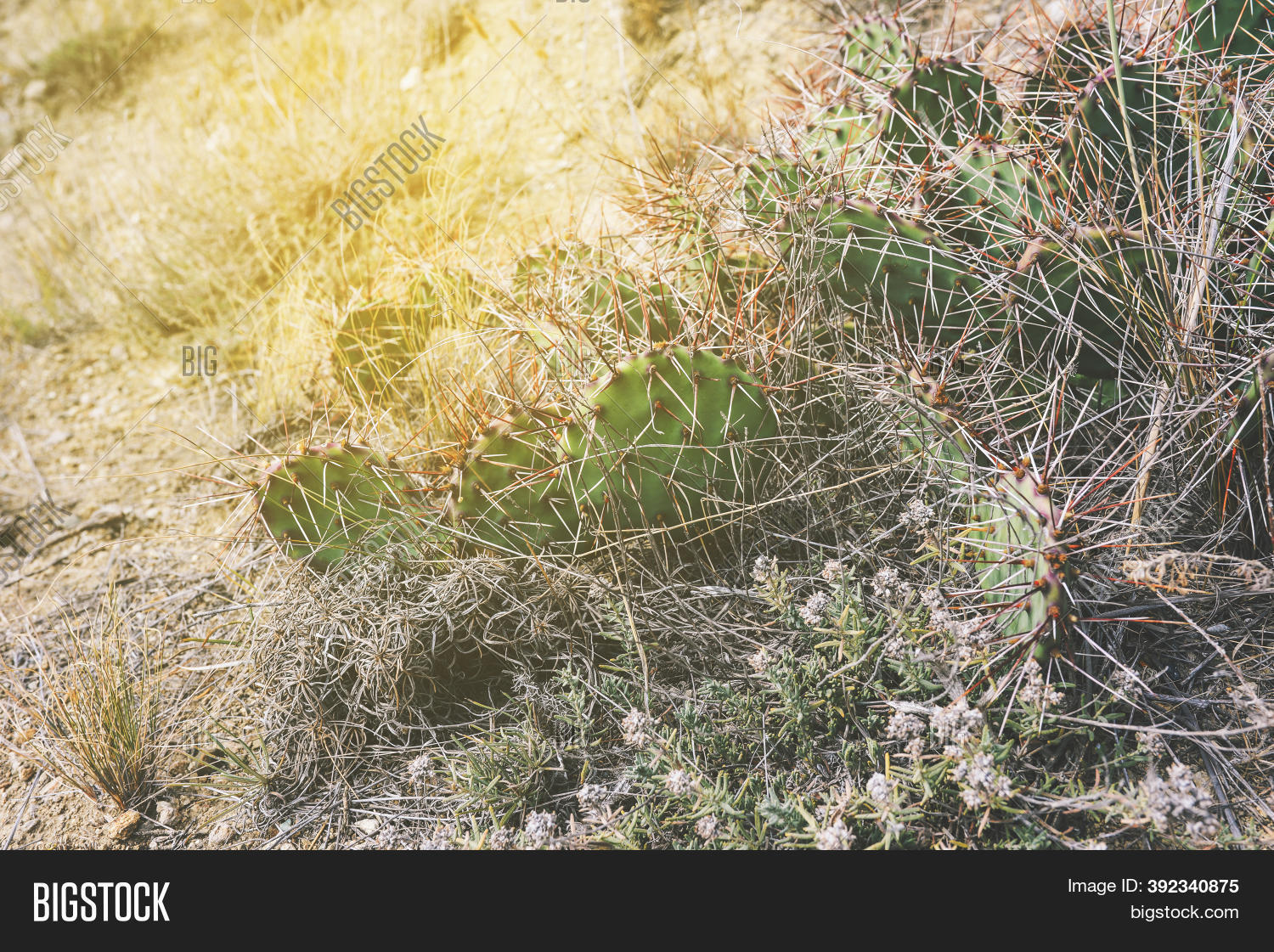 Wild Cactus Growing On Image & Photo (Free Trial) | Bigstock