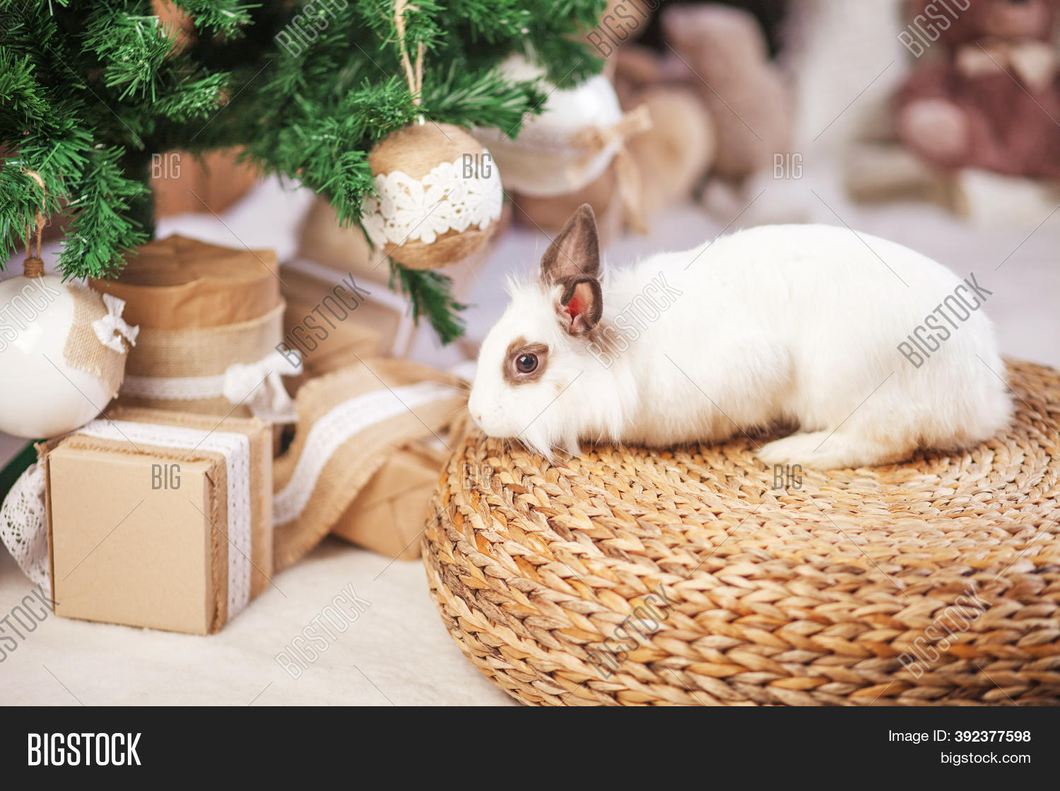 Cute White Rabbit, Image & Photo (Free Trial) | Bigstock