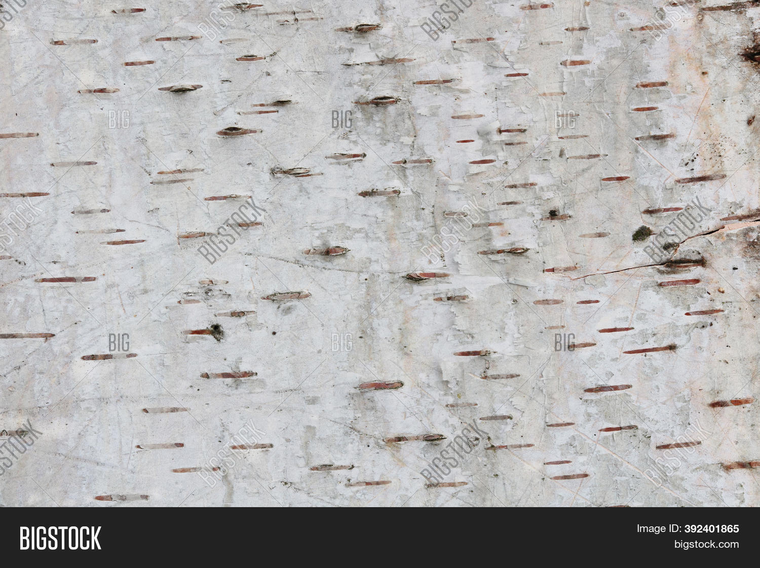 Pattern Birch Bark Image & Photo (Free Trial) | Bigstock