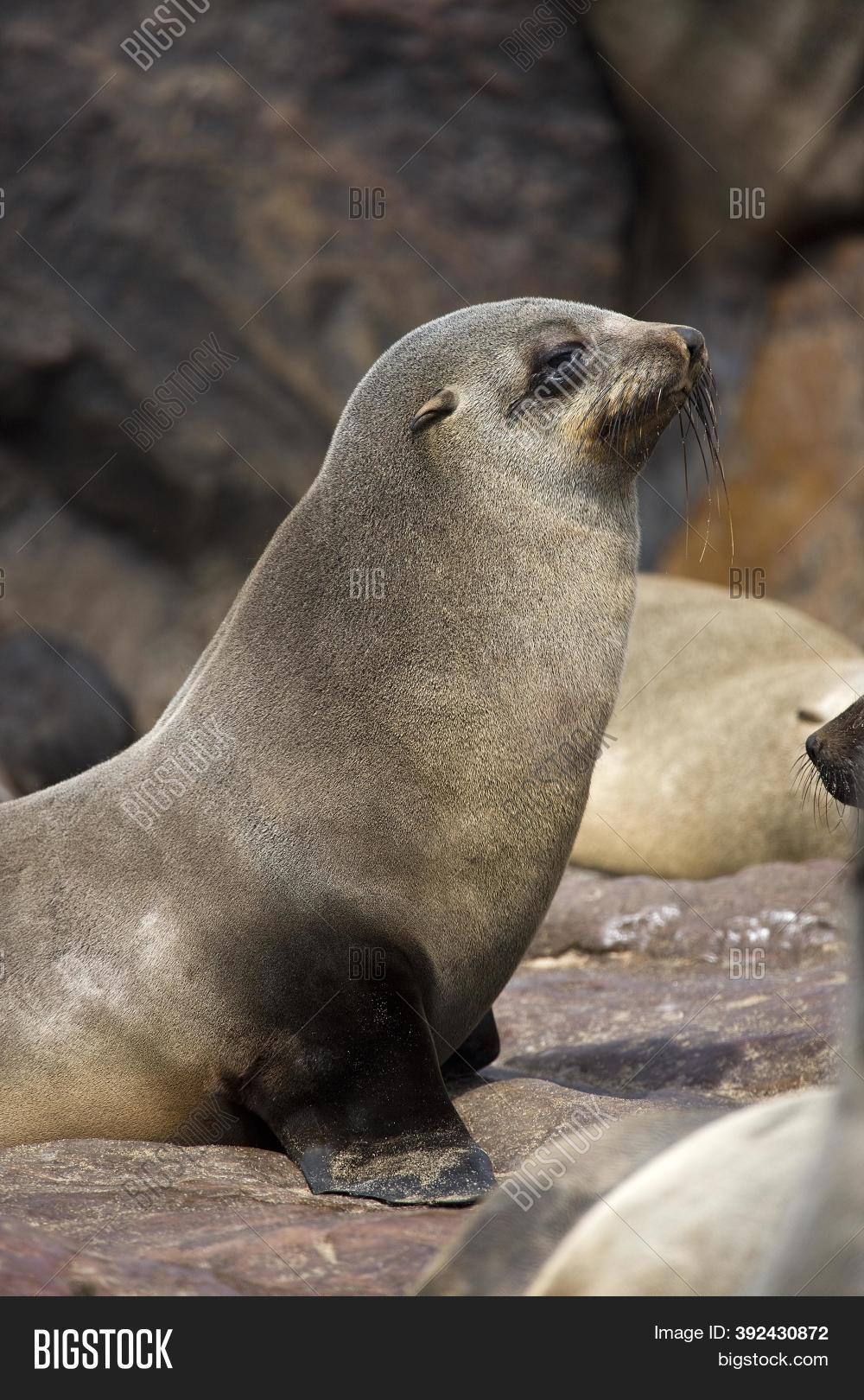 South African Fur Seal Image & Photo (Free Trial) | Bigstock