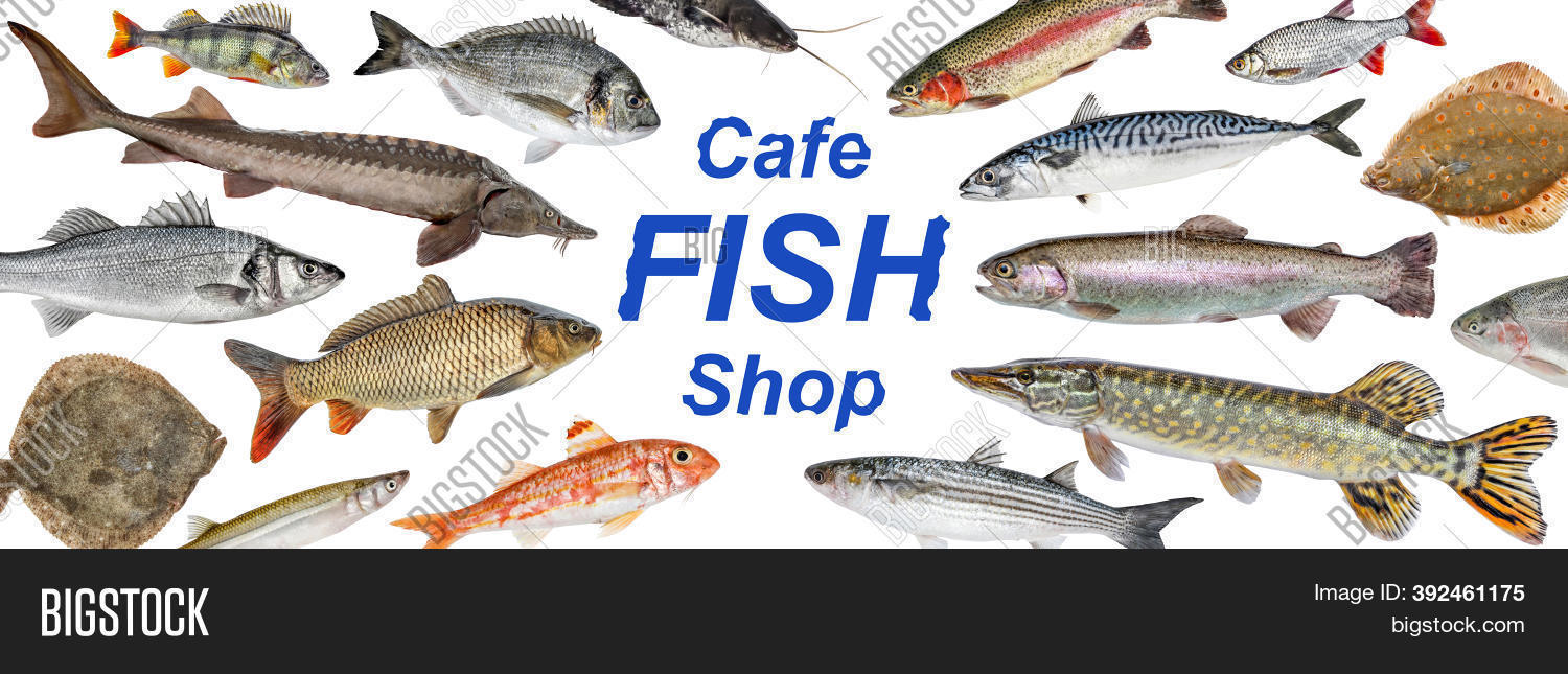 Fish Feed Bait. Fish Image & Photo (Free Trial) | Bigstock