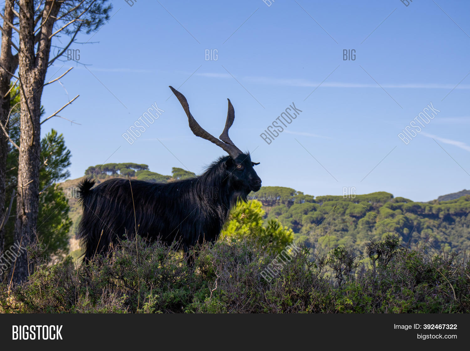 Black Billy Goat Giant Image & Photo (Free Trial) | Bigstock