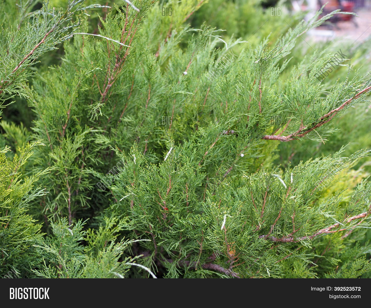 Closeup Beautiful Image & Photo (Free Trial) | Bigstock