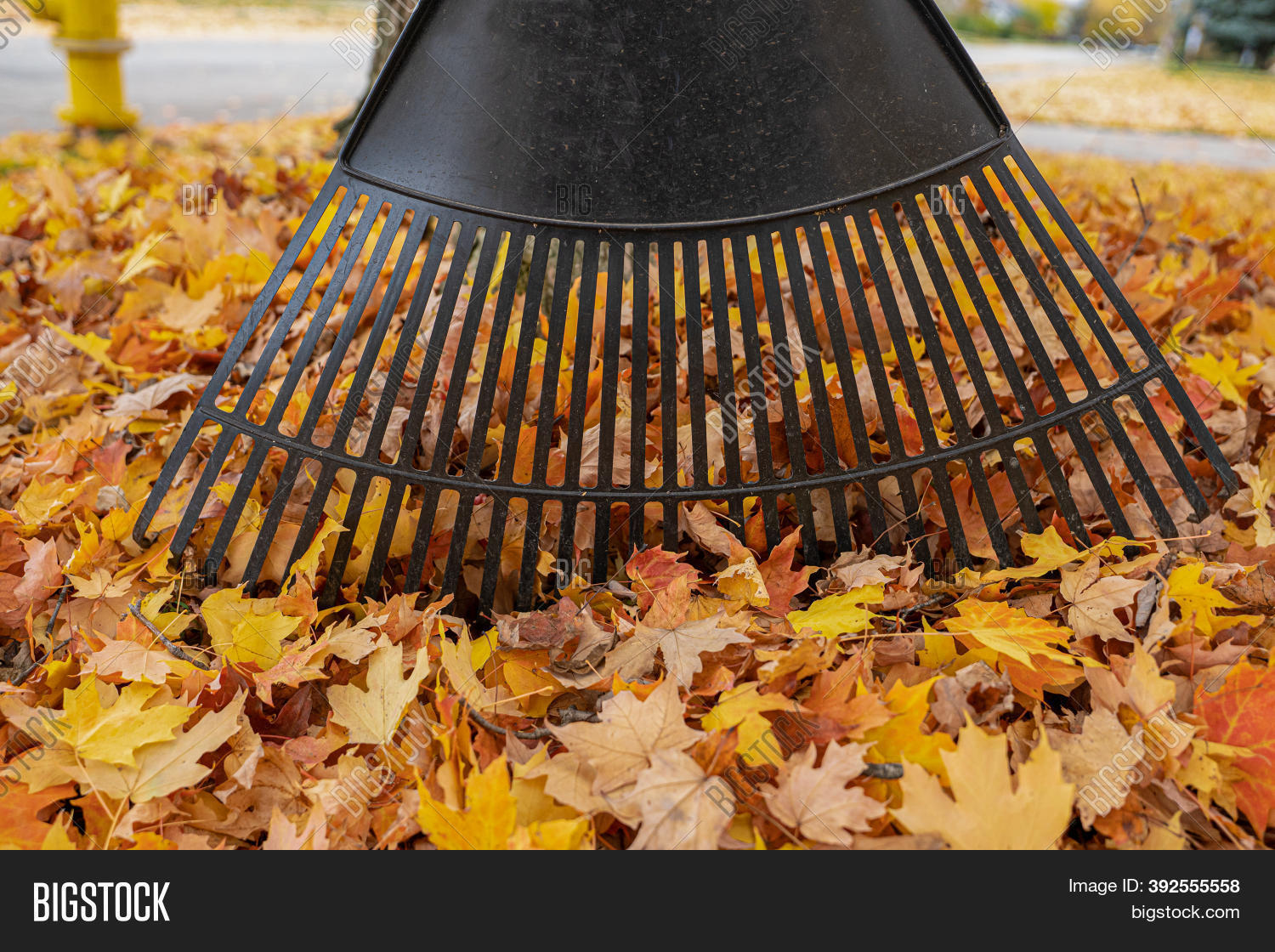 Leaf Rake Colorful Image & Photo (Free Trial) | Bigstock