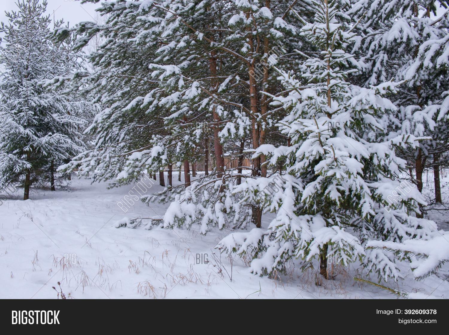 First Snow Countryside Image & Photo (Free Trial) | Bigstock