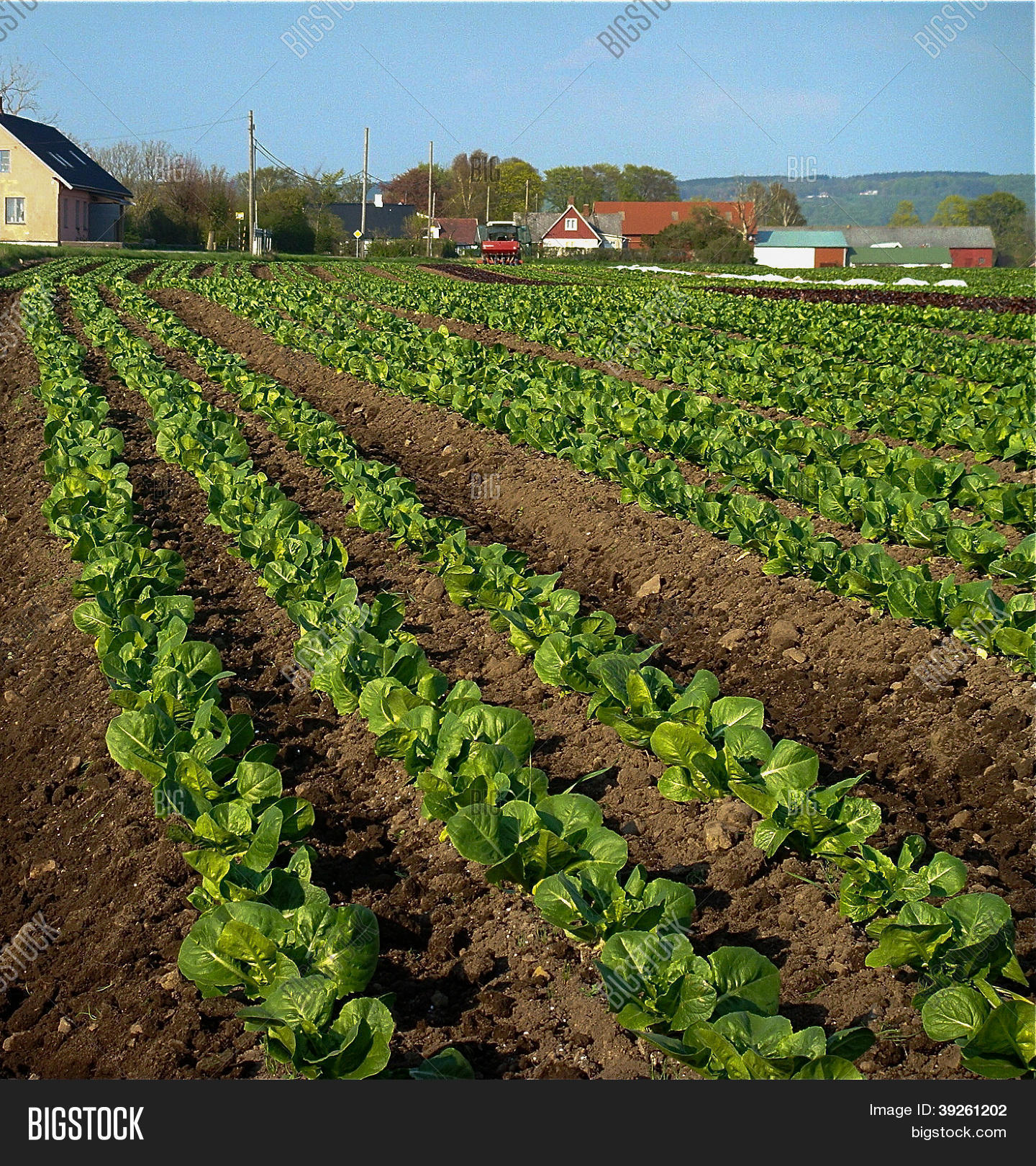 Lettuce Field Image & Photo (Free Trial) | Bigstock