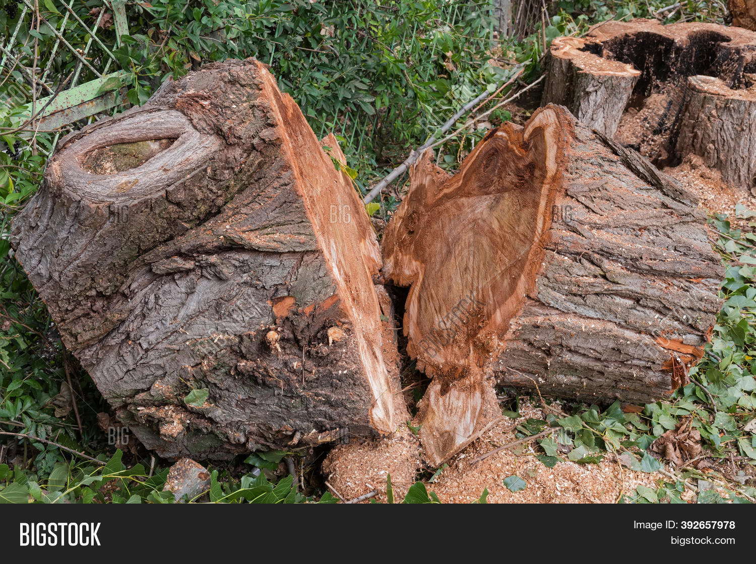 Parts Trunk Stump Image & Photo (Free Trial) | Bigstock