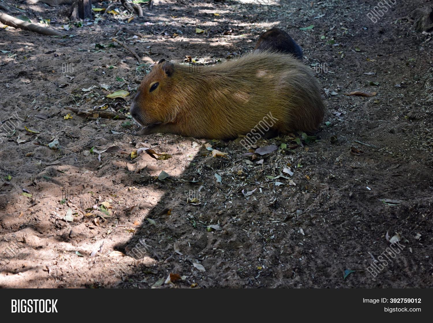 Beautiful Capybara Image & Photo (Free Trial) | Bigstock