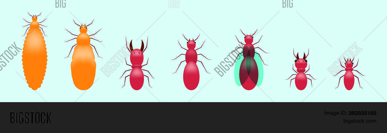 Set Termite Cartoon Vector & Photo (Free Trial) | Bigstock