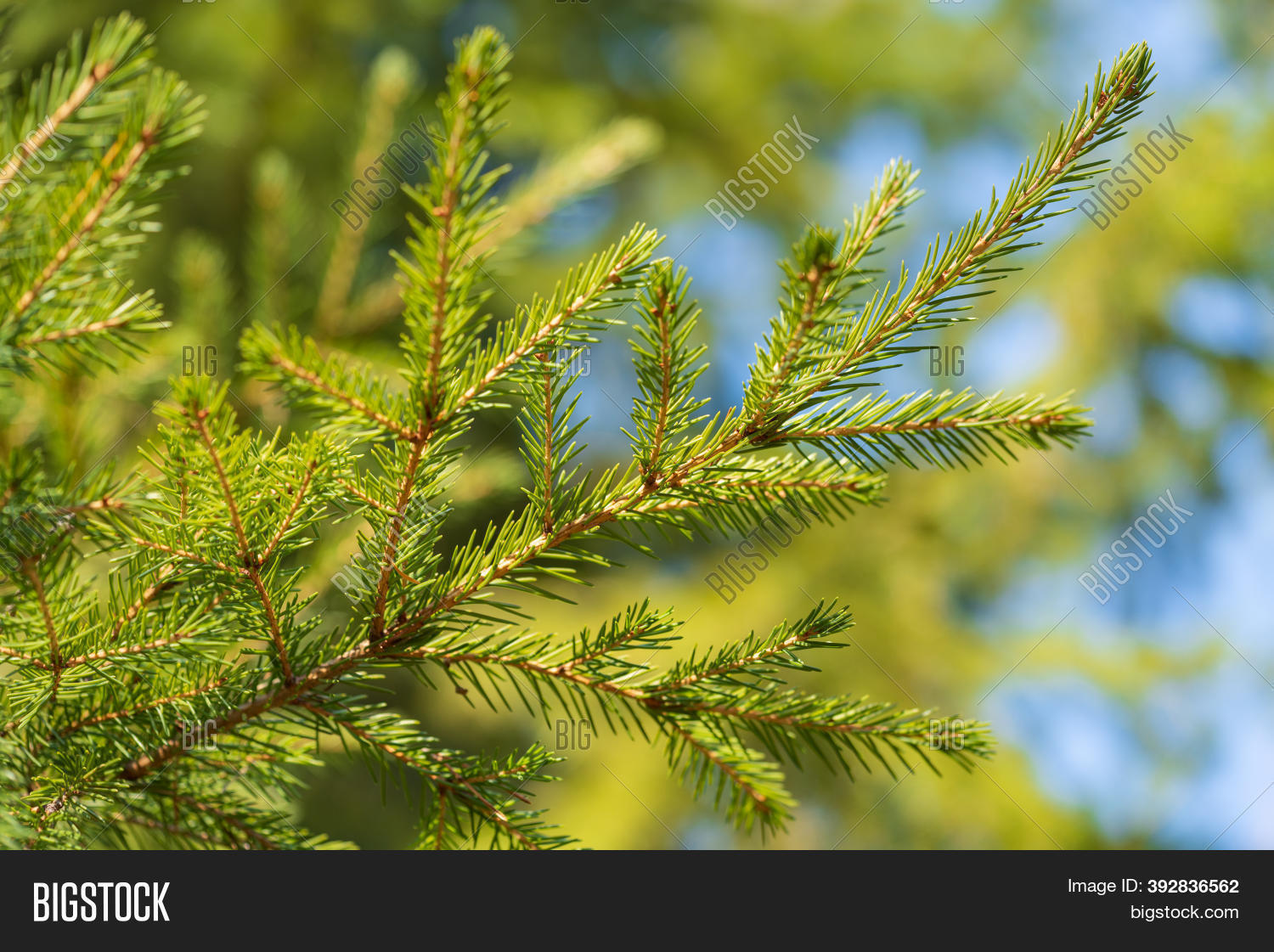 Natural Evergreen Image & Photo (Free Trial) | Bigstock