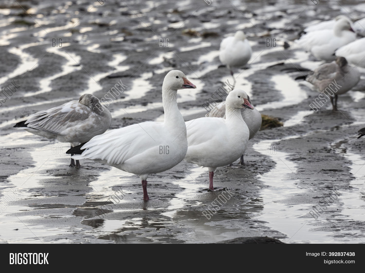 White Snow Goose Image & Photo (Free Trial) | Bigstock