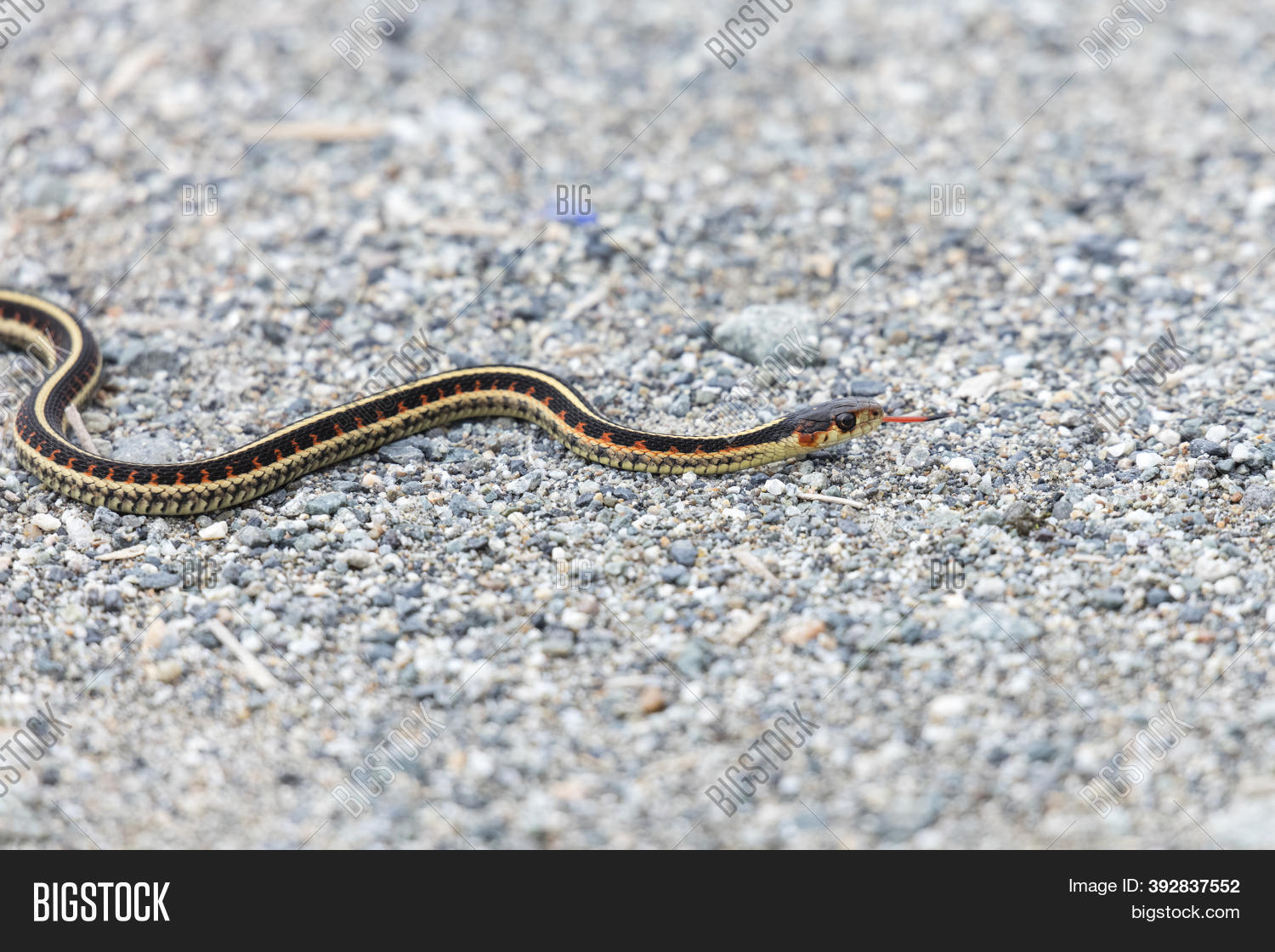 Red Garter Snake Image & Photo (Free Trial) | Bigstock