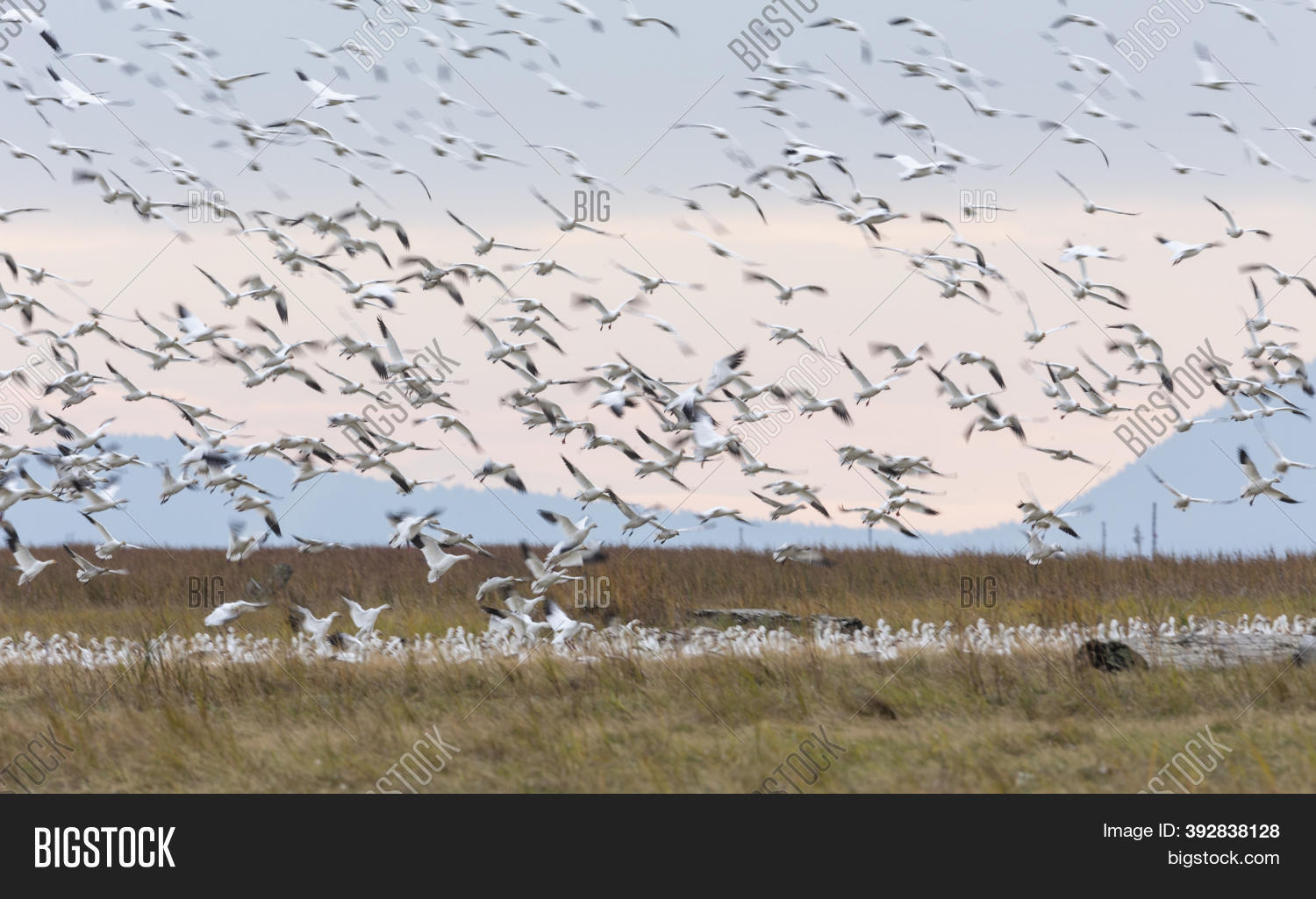 White Snow Goose Image & Photo (Free Trial) | Bigstock