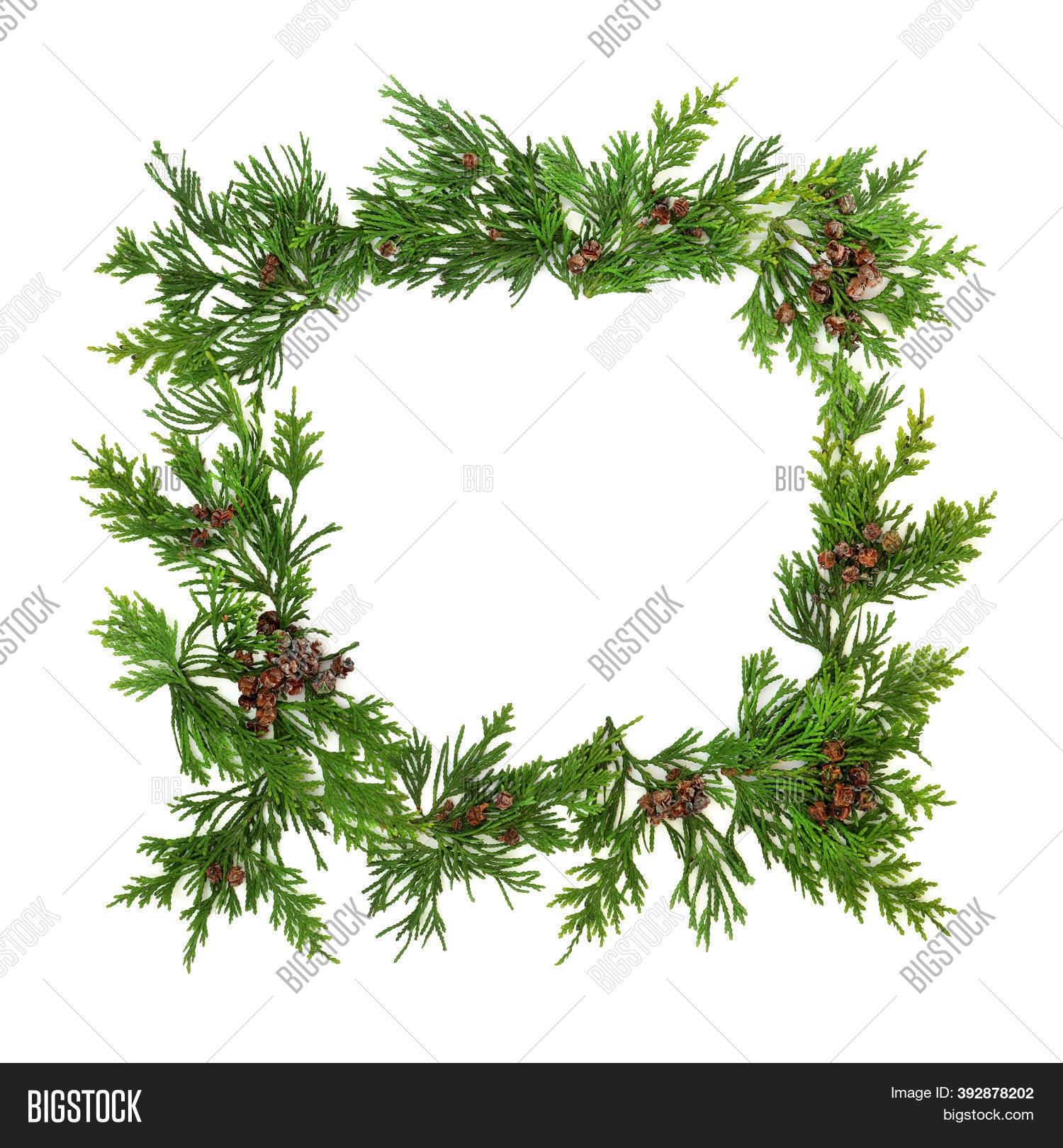 Cedar Cypress Image & Photo (Free Trial) | Bigstock