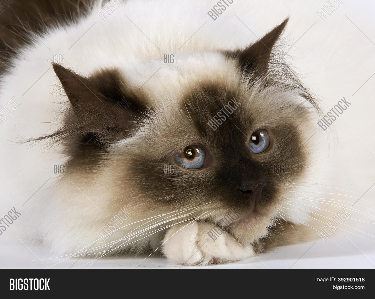 Seal Birmanese Cat Image & Photo (Free Trial) | Bigstock