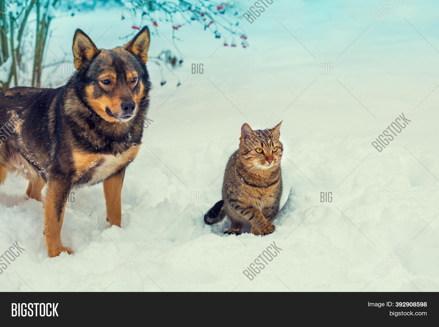 Cat Dog Walking Image & Photo (Free Trial) | Bigstock