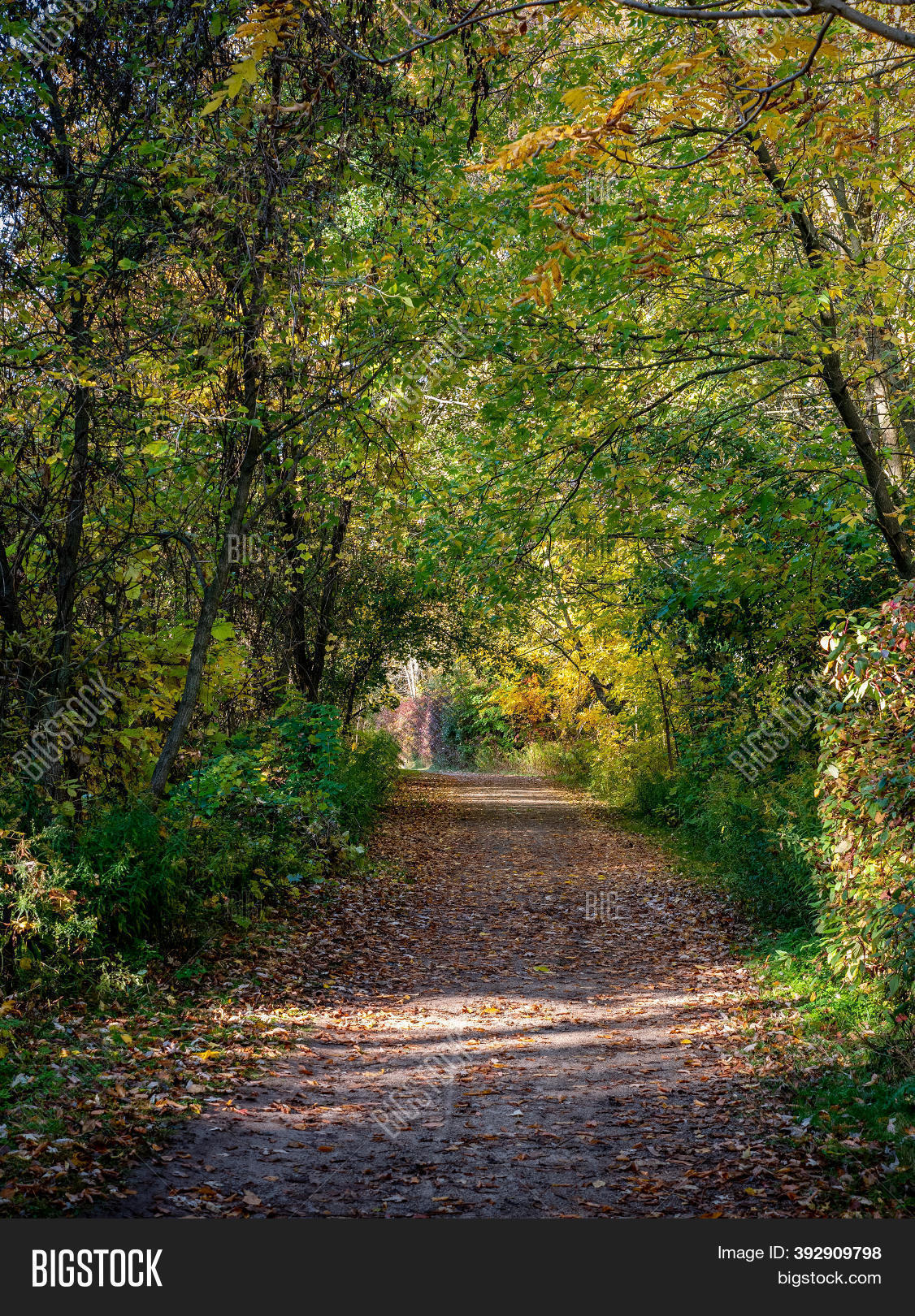 Footpath Trail Ontario Image & Photo (Free Trial) | Bigstock